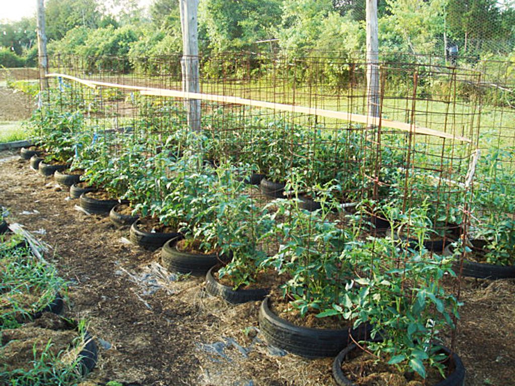 How to Care for Tomato Plants in Tires - Countryside